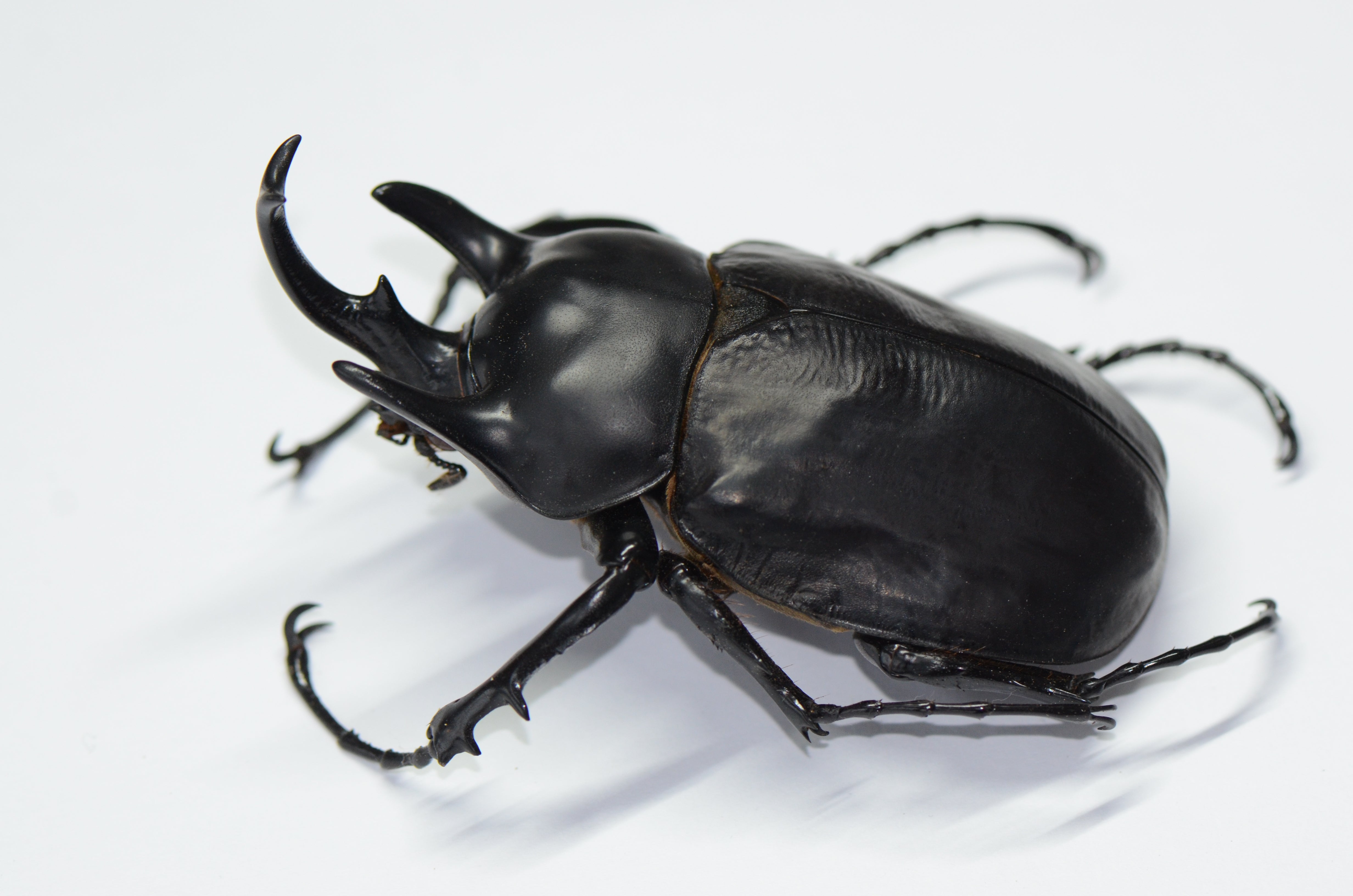Coleoptera – tagged "Dried Beetles" – Understory Enterprises
