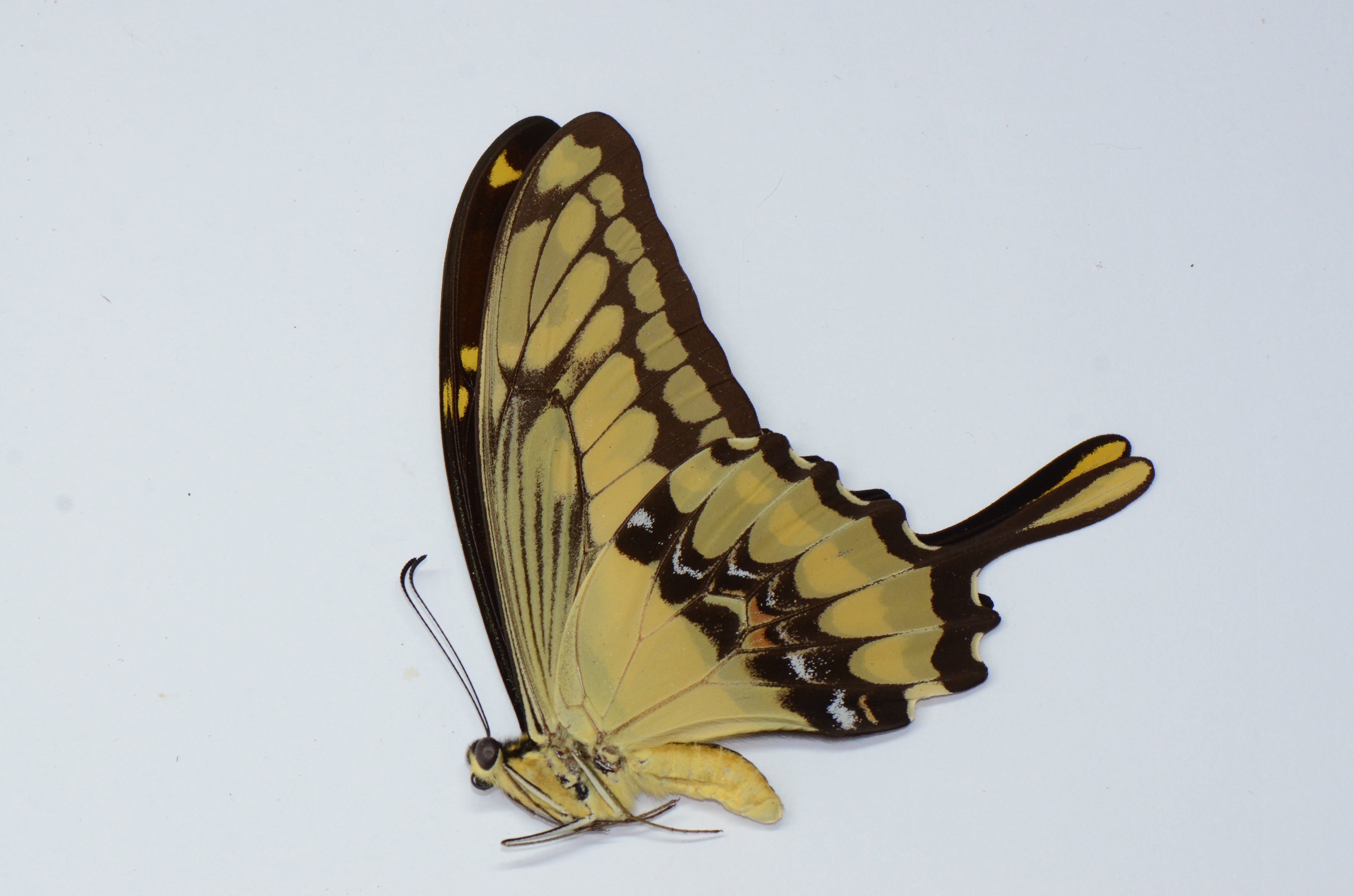 Dried Entomological Specimens – Understory Enterprises