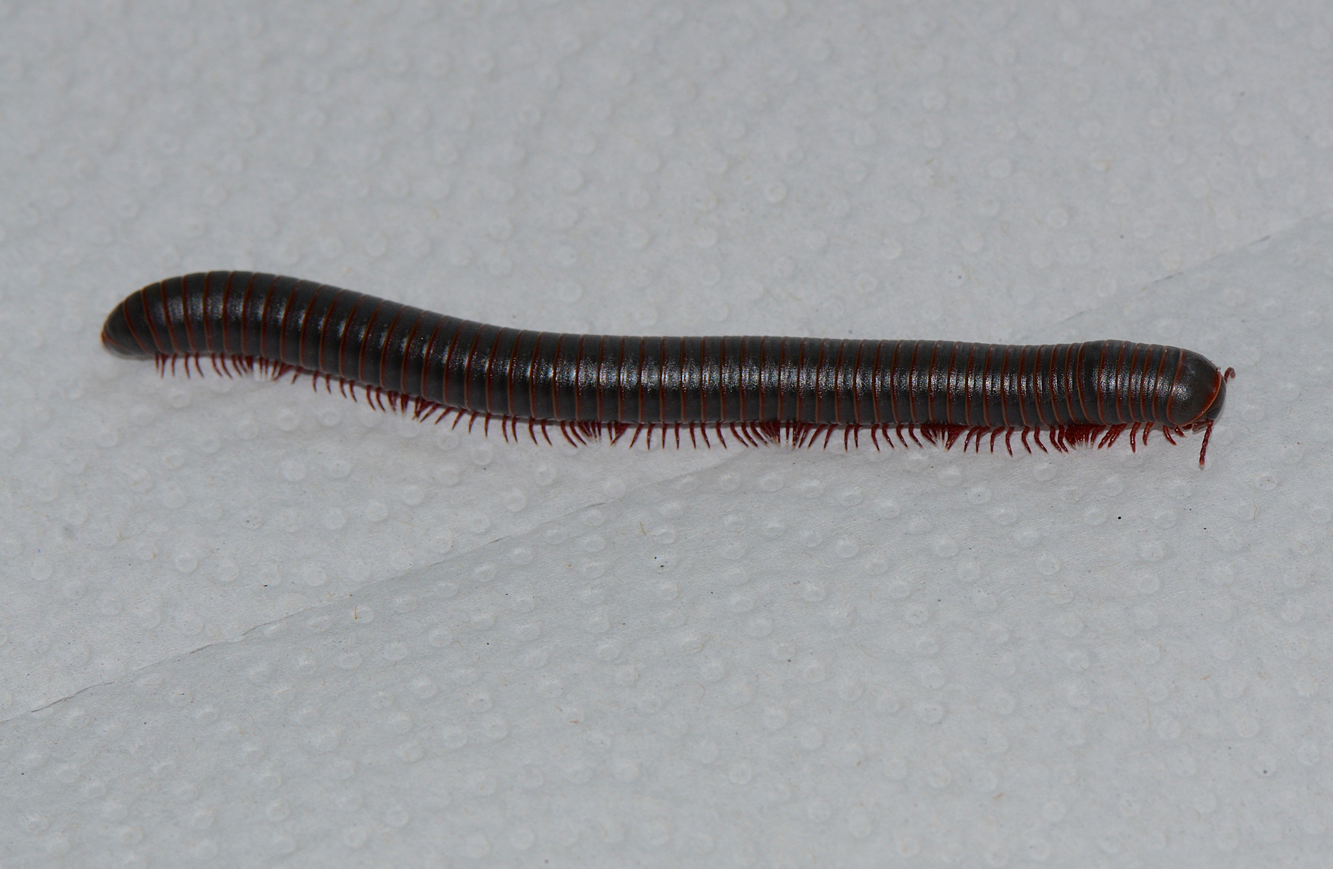 Millipedes and Other Invertebrates – Understory Enterprises