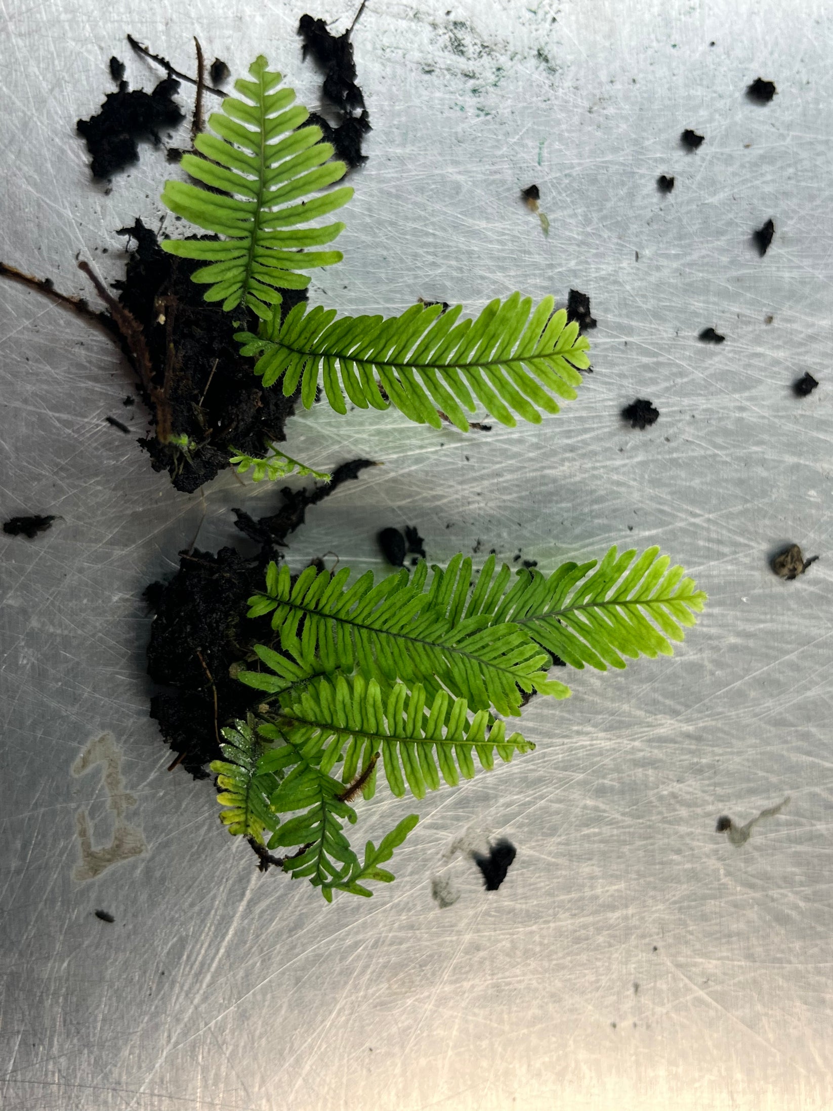 Pecluma aff. filicula – Understory Enterprises