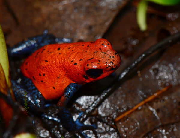 Oophaga pumilio – Understory Enterprises