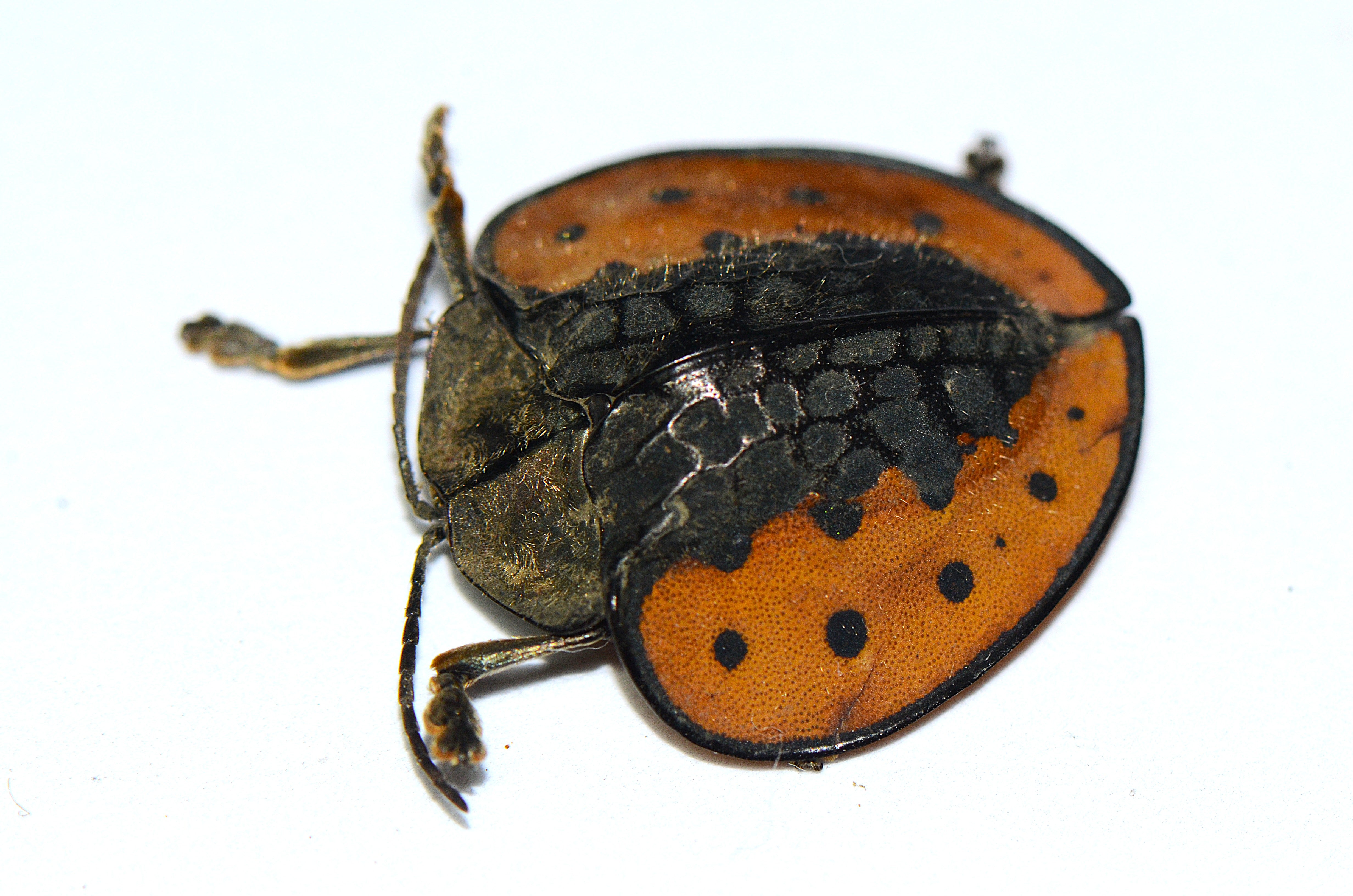 Stolas sp #1 Peru – Understory Enterprises