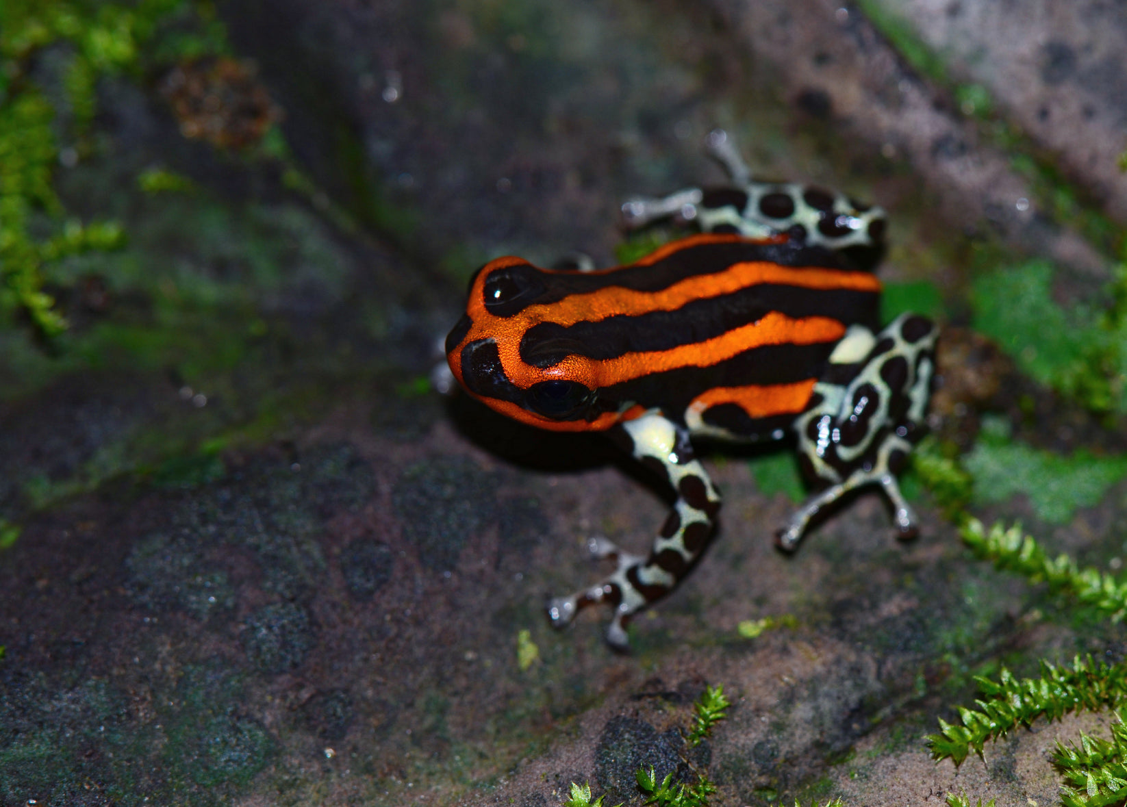 Ranitomeya sirensis "Pachitea Orange" – Understory Enterprises