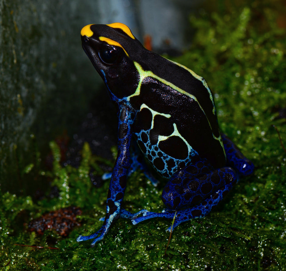 Dart Frogs – Understory Enterprises