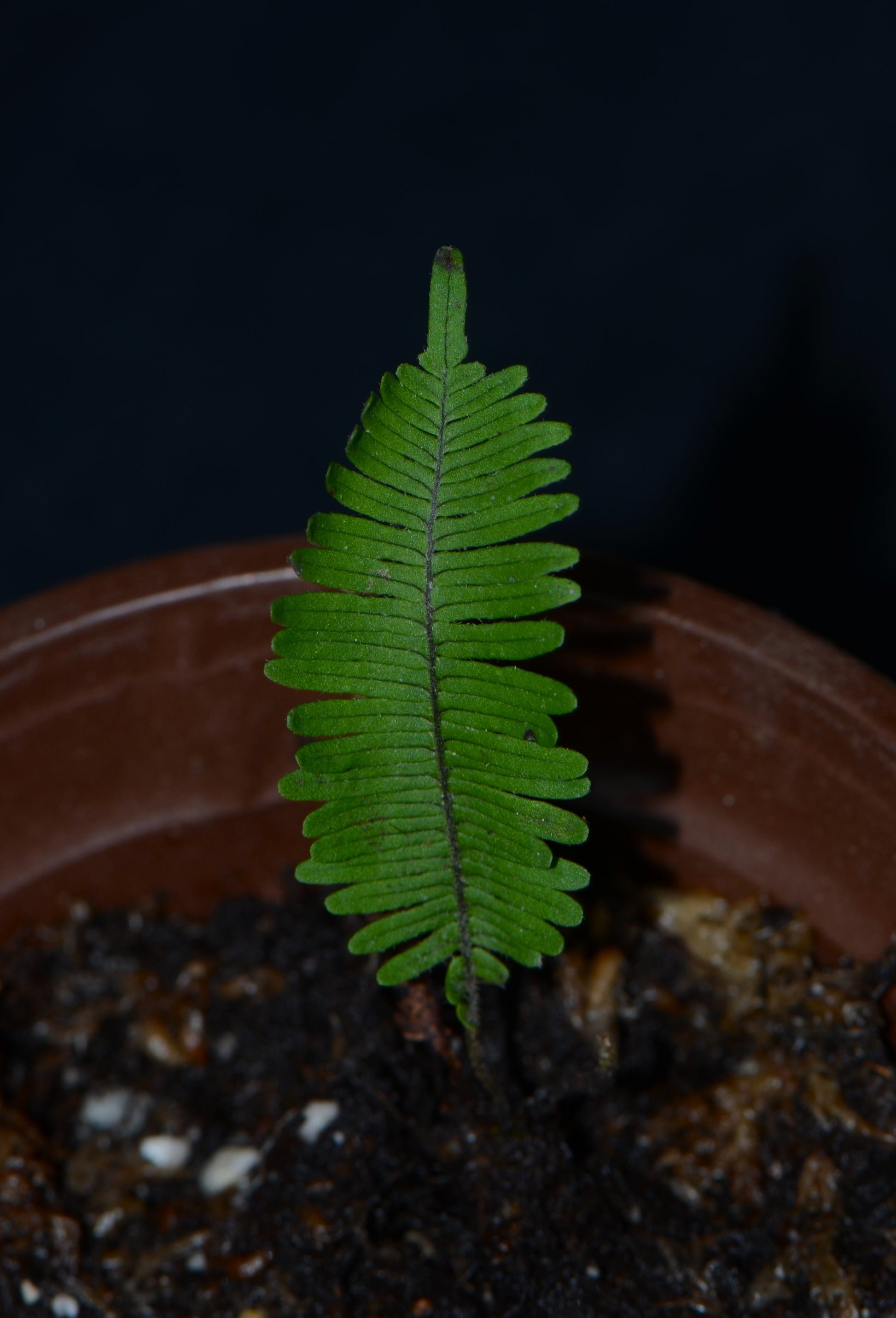 Pecluma sp. (Northern Peru) – Understory Enterprises