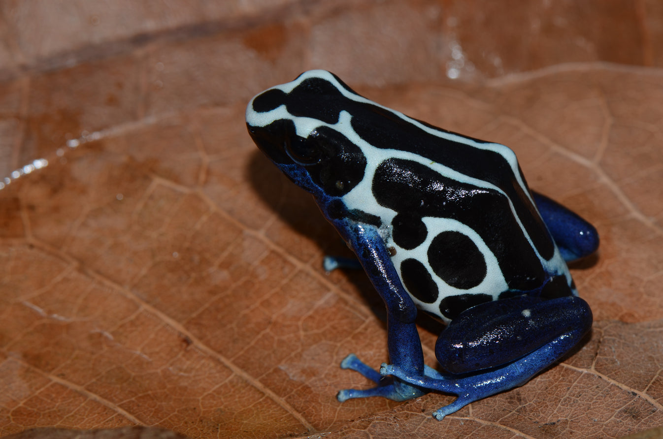 Dendrobates tinctorius "Oyapok" – Understory Enterprises