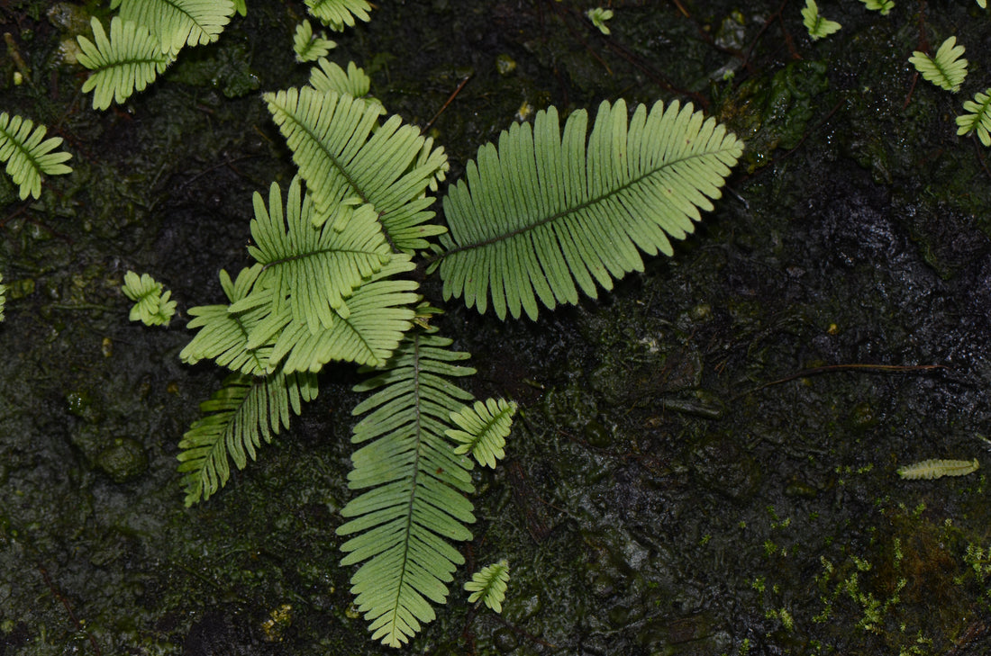 Pecluma aff. filicula – Understory Enterprises