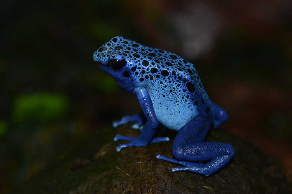 Dendrobates tinctorius "Azureus" – Understory Enterprises