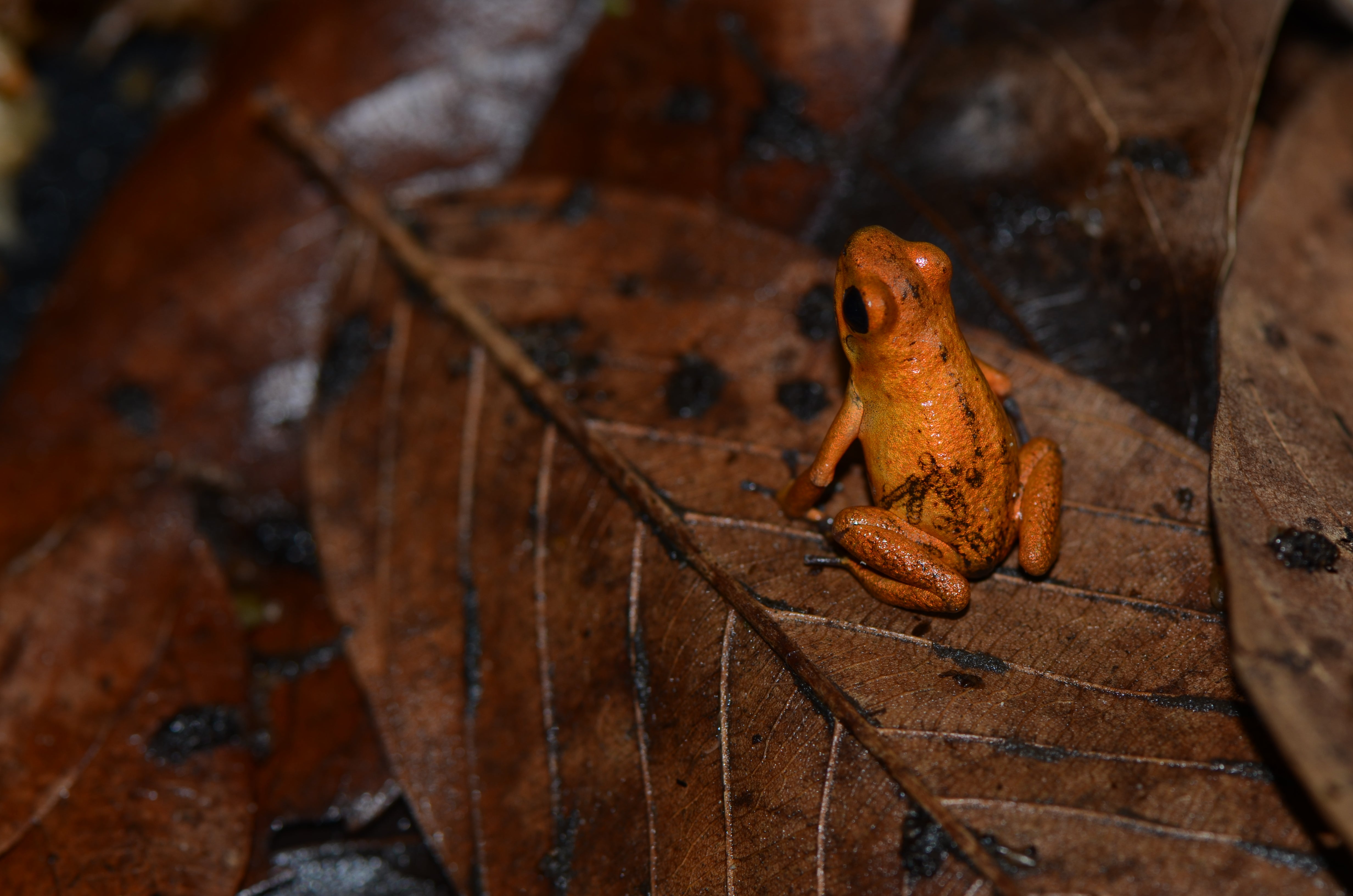 Oophaga pumilio "BriBri" – Understory Enterprises
