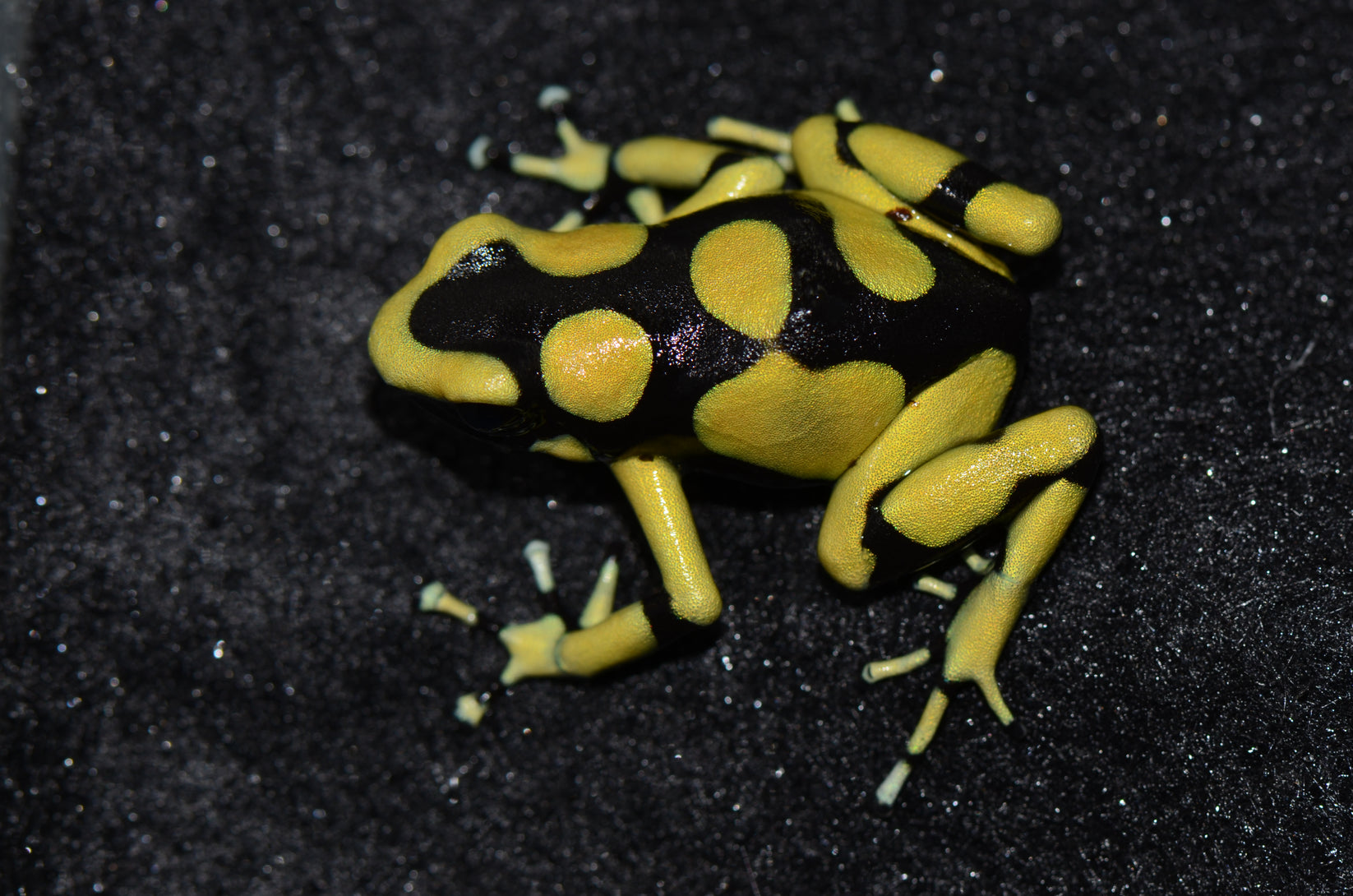 Dendrobates auratus "Colombian Yellow" – Understory Enterprises