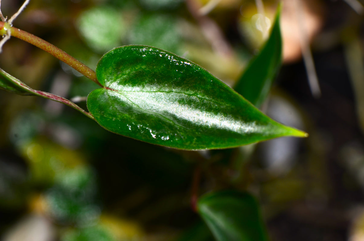 Peperomia aff. eburnea – Understory Enterprises
