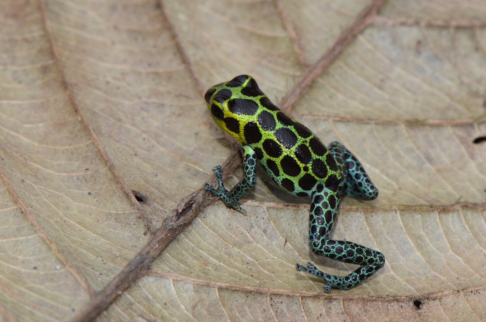 Ranitomeya imitator "Green/Nominal" – Understory Enterprises