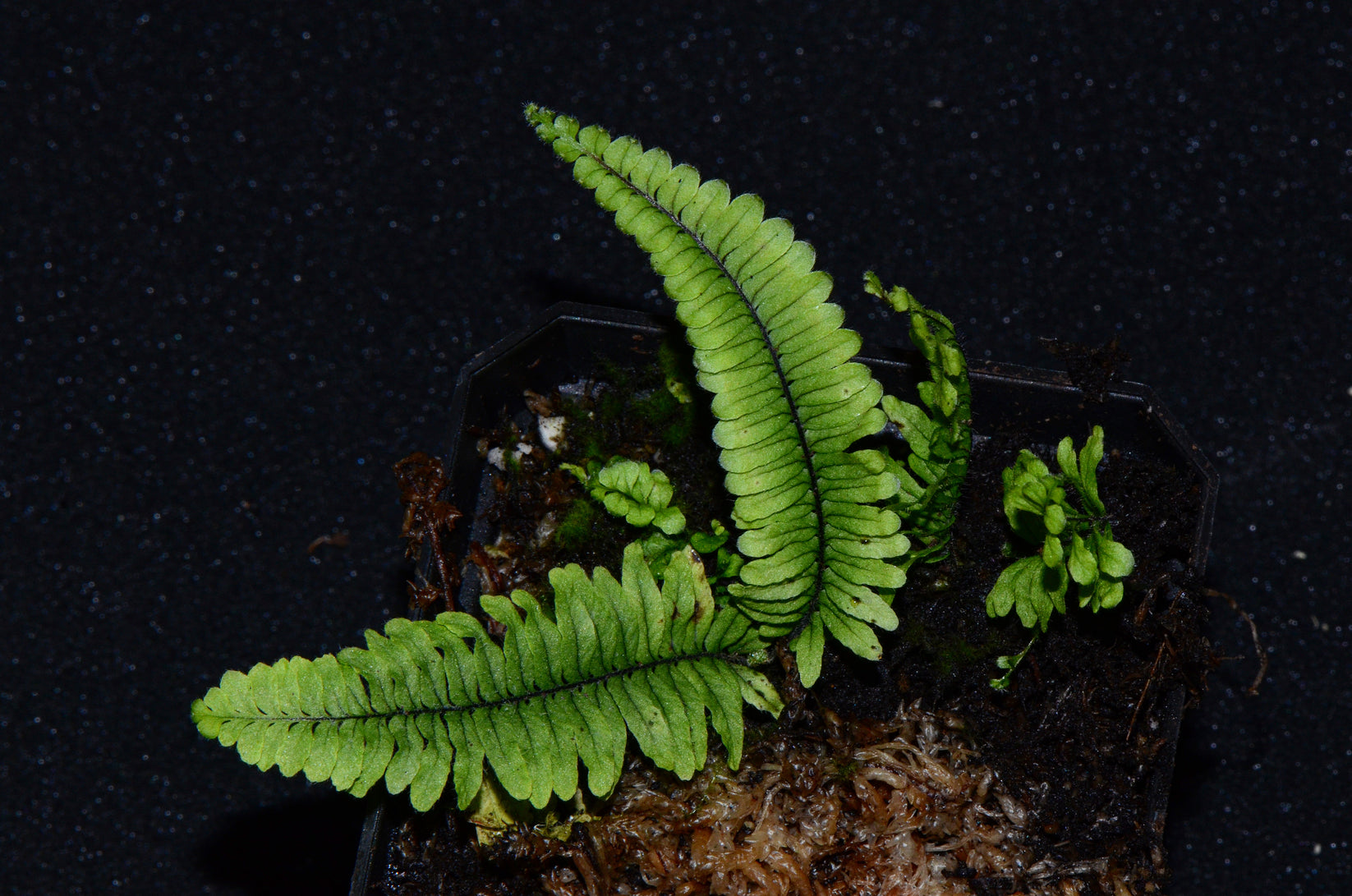 Pecluma sp. (Northern Peru) – Understory Enterprises