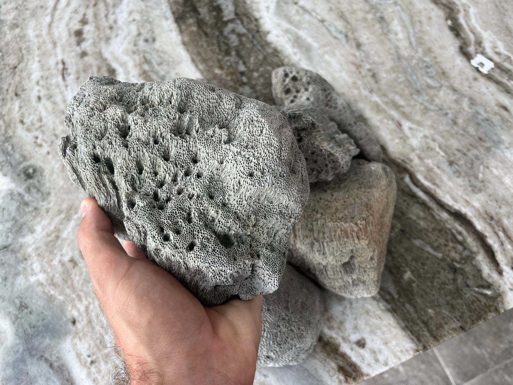 Pumice Rocks (Peruvian Grey) 1lb – Understory Enterprises