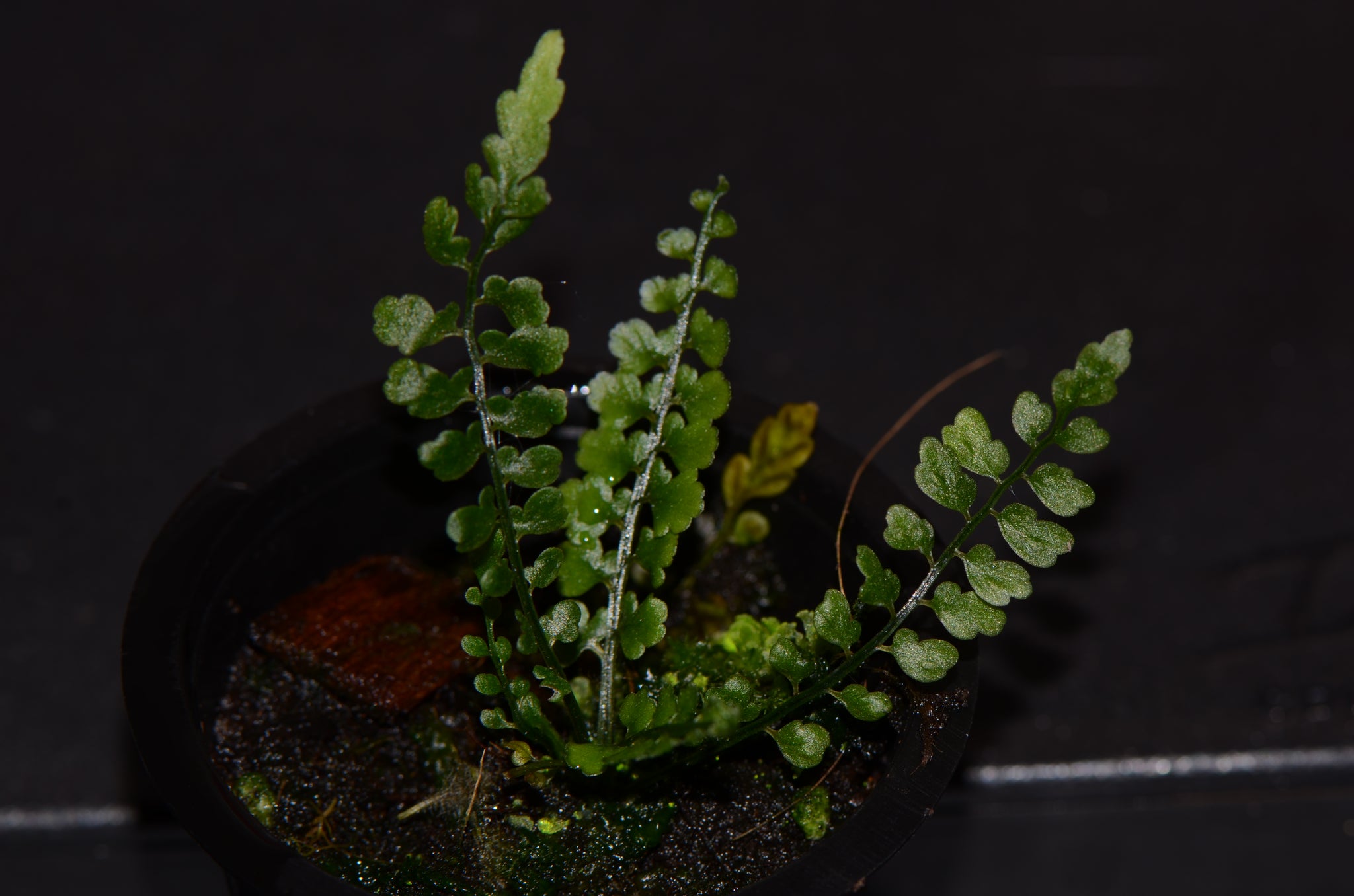 Asplenium aff. holophlebium #2 Ecuador – Understory Enterprises
