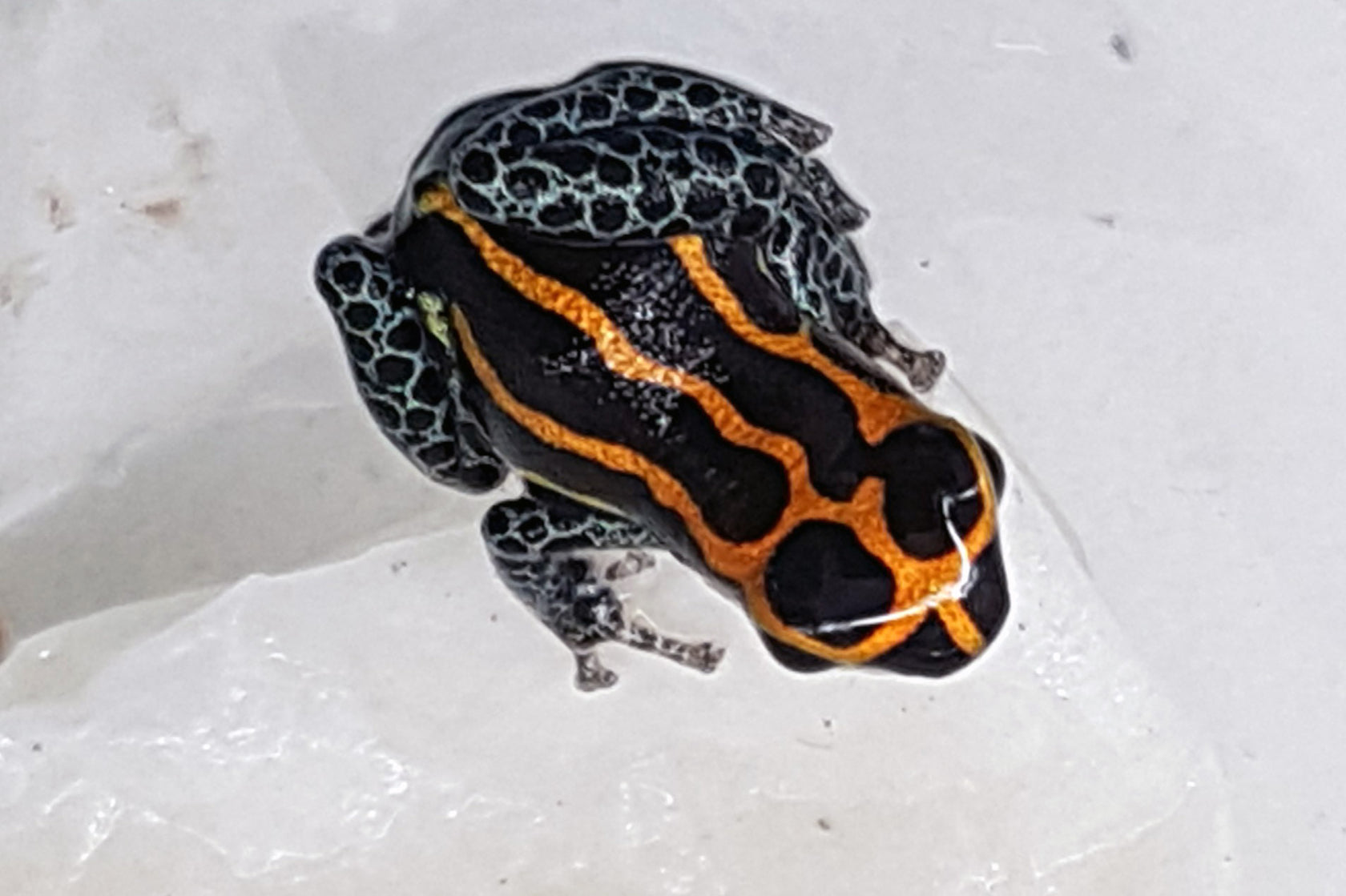 Ranitomeya imitator – Understory Enterprises