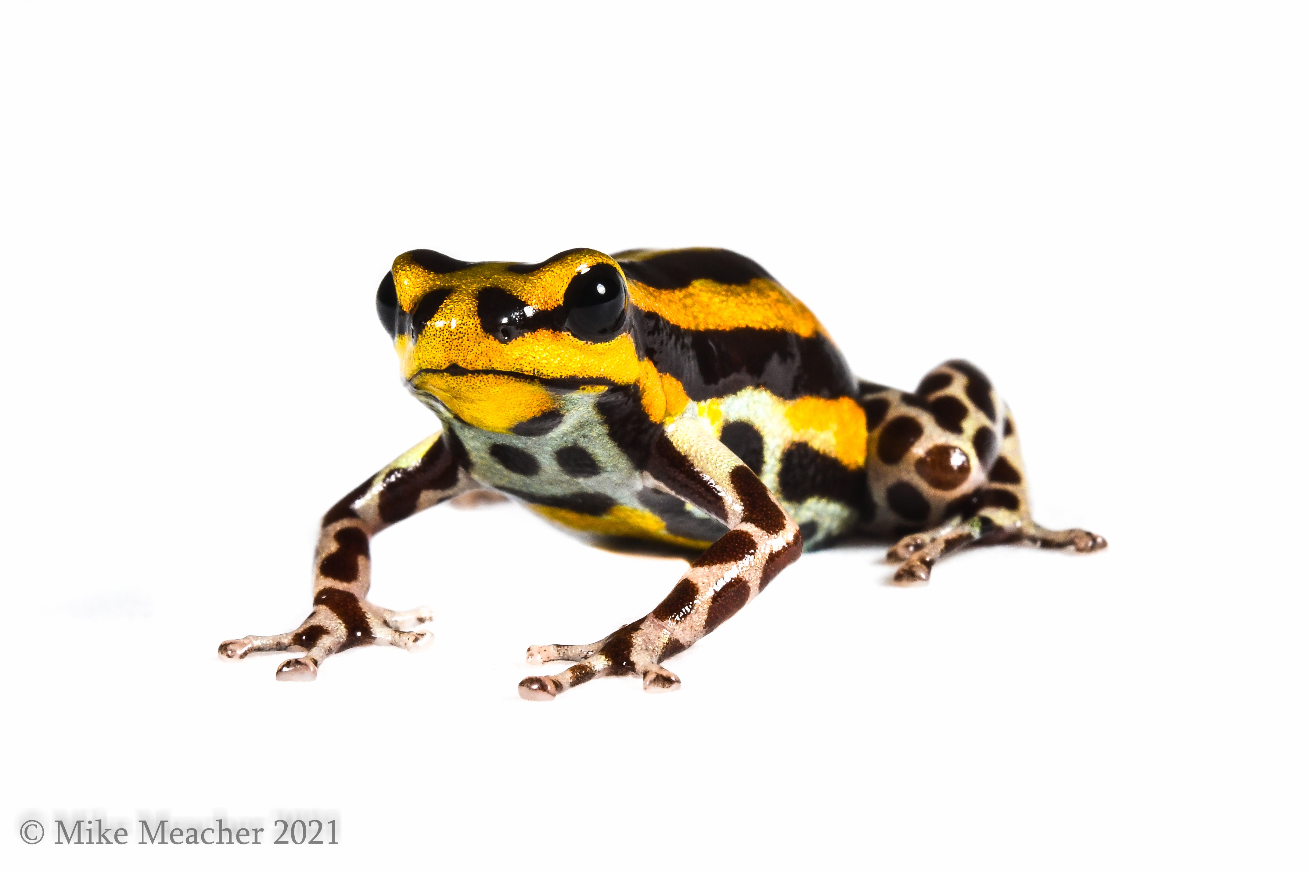 Ranitomeya sirensis – Understory Enterprises